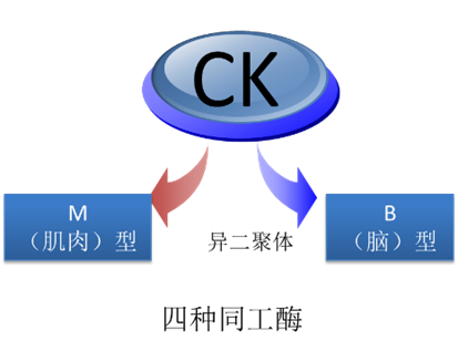 是心梗吗？拨云见日带你了解最真实的CK-MB_学术交流_检验视界_检验视界网