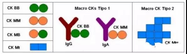 是心梗吗？拨云见日带你了解最真实的CK-MB_学术交流_检验视界_检验视界网